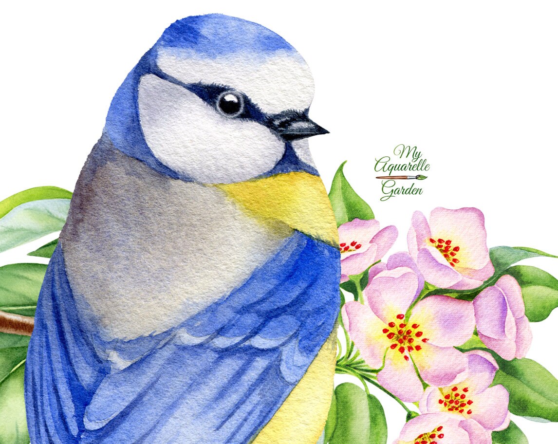 Birds Clipart. Watercolor Hand-painted Images. Bue Jay, Bluebird ...