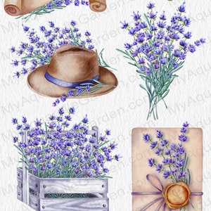 Lavender Watercolor Clipart. provencal Rustic Style. Herbal Hand ...
