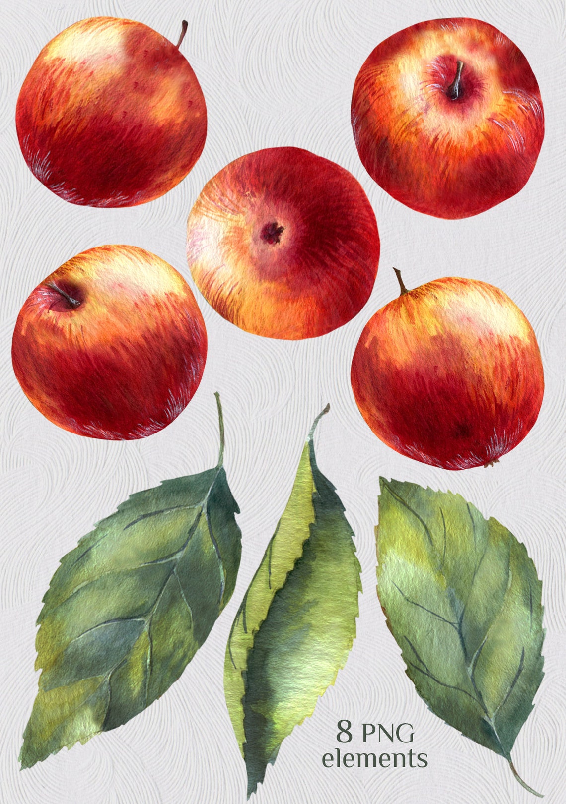 Apples Watercolor Hand-painted Clipart Harvesting Botanical ...