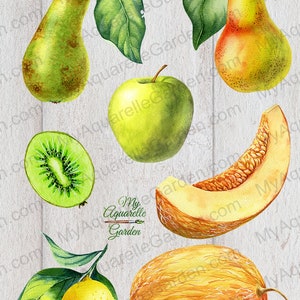 Fruits Clipart. Watercolor Botanical Illustrations for Commercial Use ...