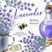 Lavender Watercolor Clipart. provencal Rustic Style. Herbal Hand ...