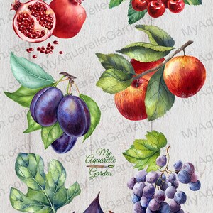 Fruits Clipart. Watercolor Botanical Illustrations for Commercial Use ...