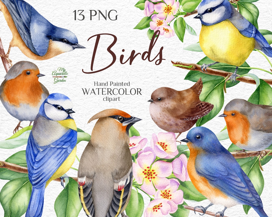 Birds Clipart. Watercolor Hand-painted Images. Bue Jay, Bluebird ...