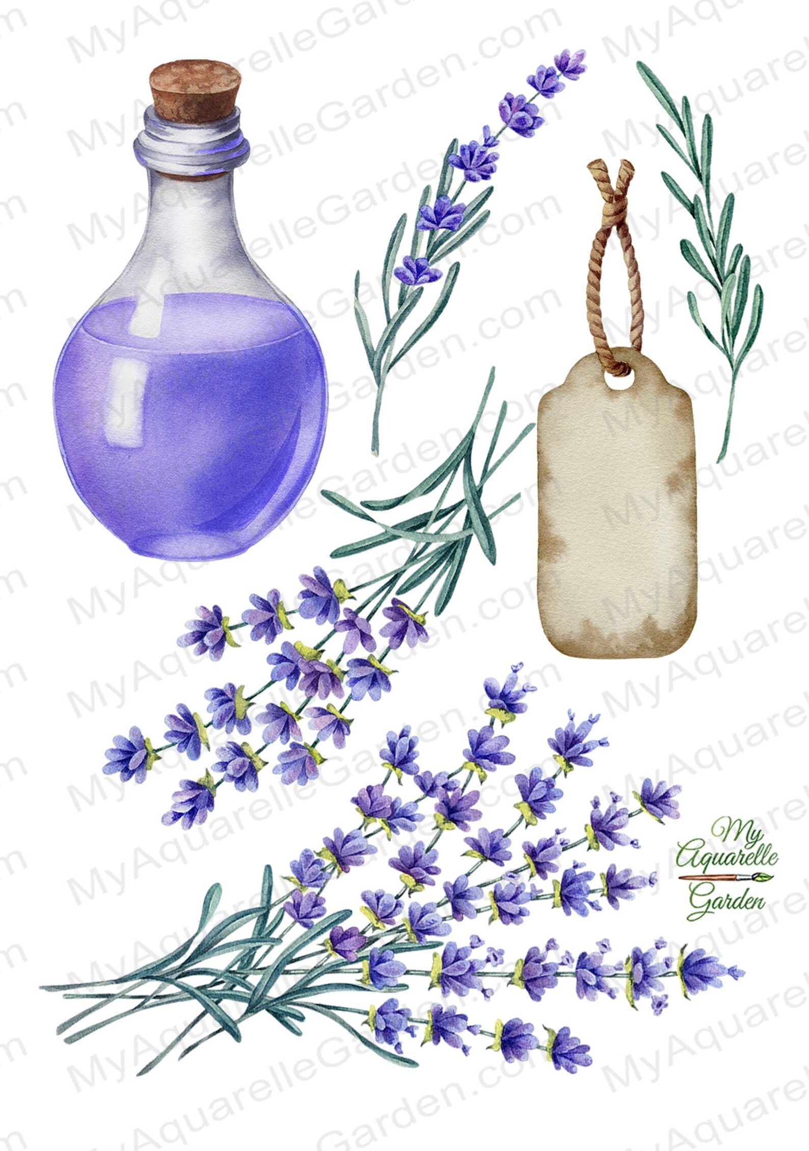 Lavender Watercolor Clipart. provencal Rustic Style. Herbal Hand ...