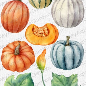 Pumpkins Watercolor Hand-painted Clipart Botanical Garden Farm Country ...