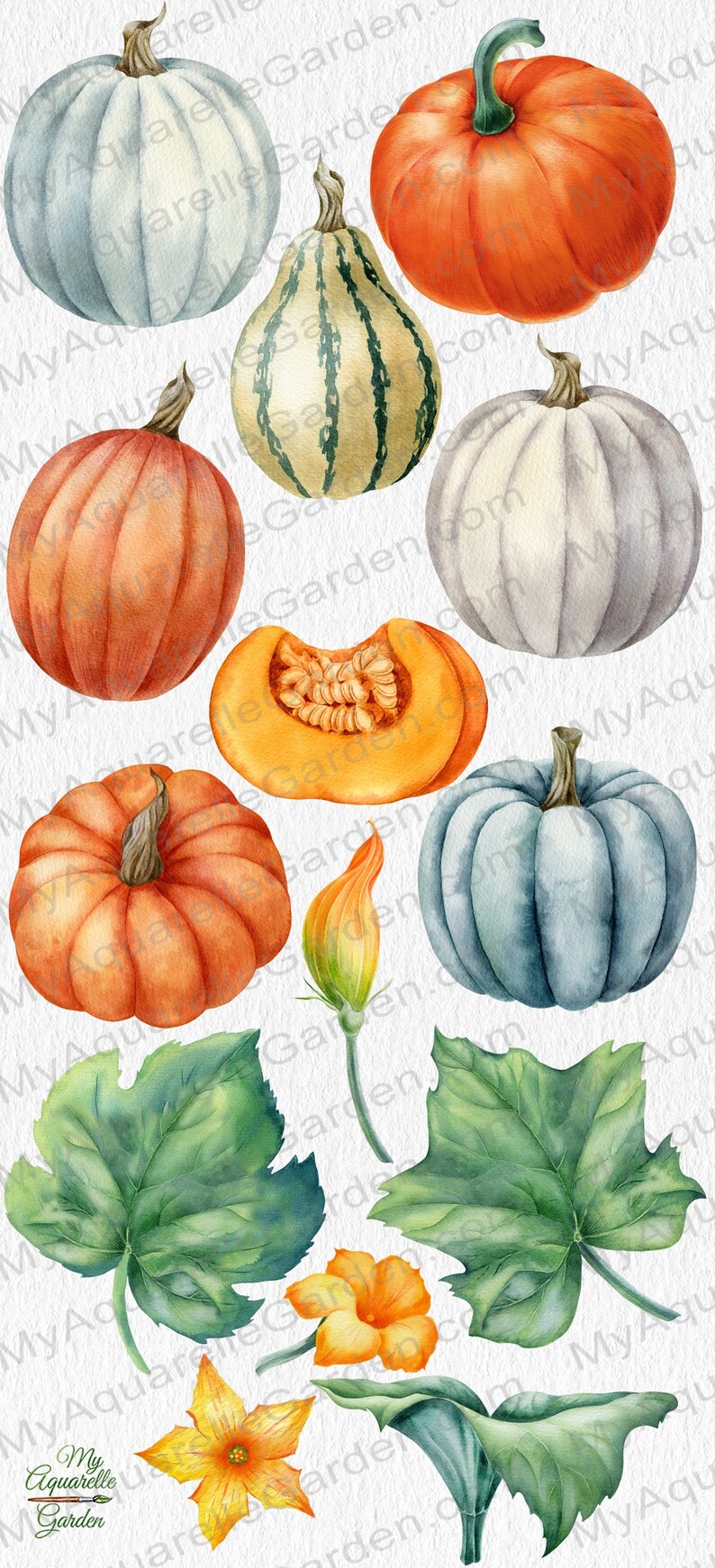 Pumpkins Watercolor Hand-painted Clipart Botanical Garden Farm Country ...