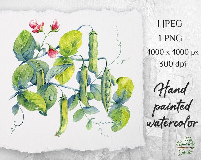 Green Peas Watercolor Hand-painted Botanical Illustrations Menu Design ...