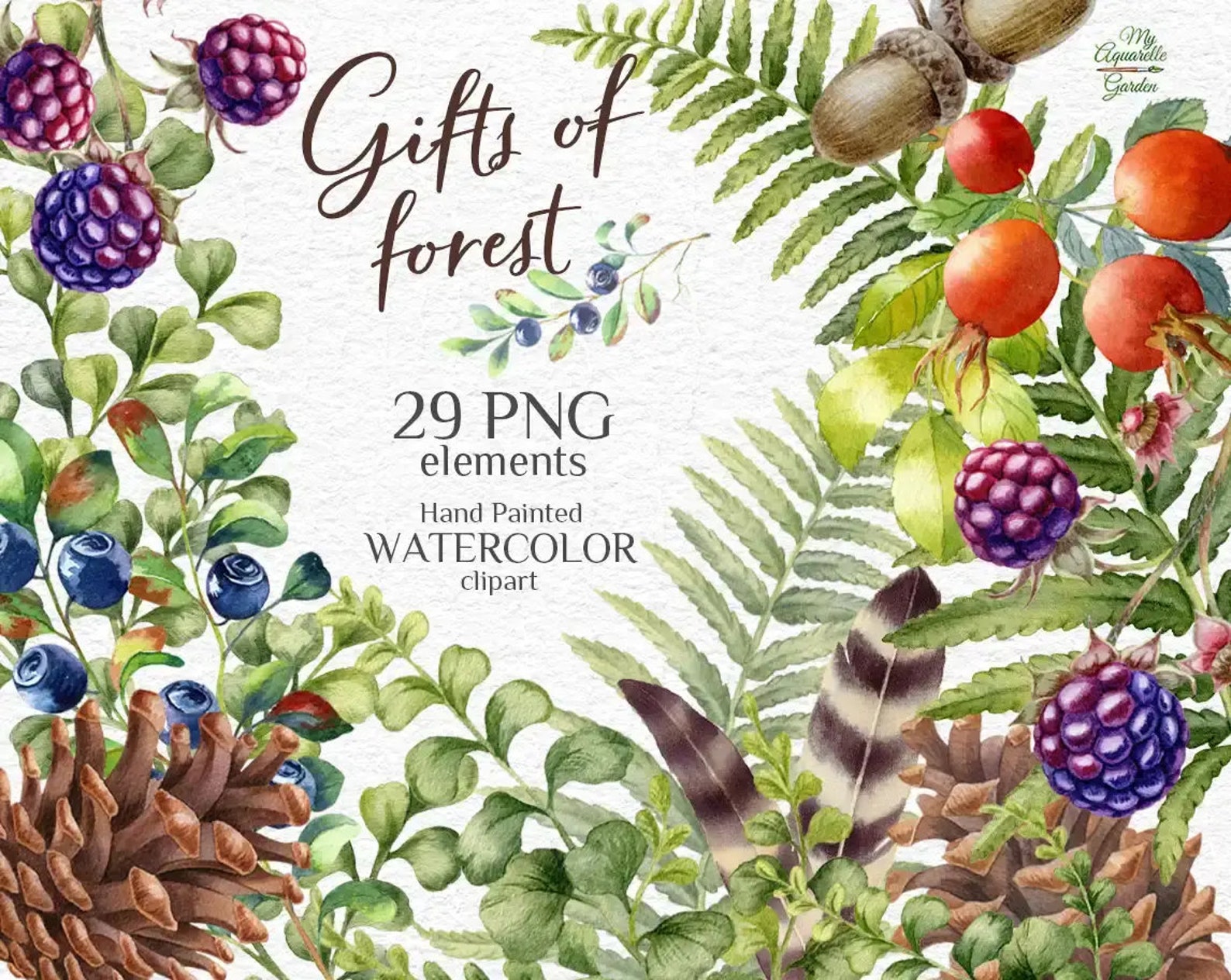 Forest Plantswatercolor Hand-painted Clipart Pine Cones Acorns Feathers ...