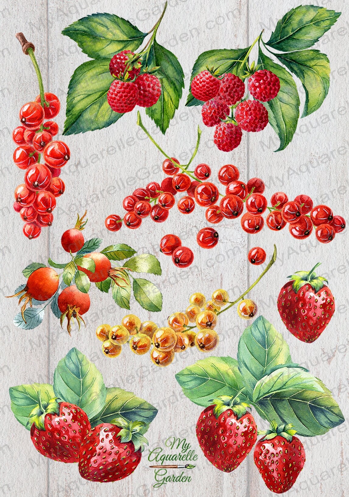 Berries Watercolor Hand-painted Clipart Botanical Illustrations ...