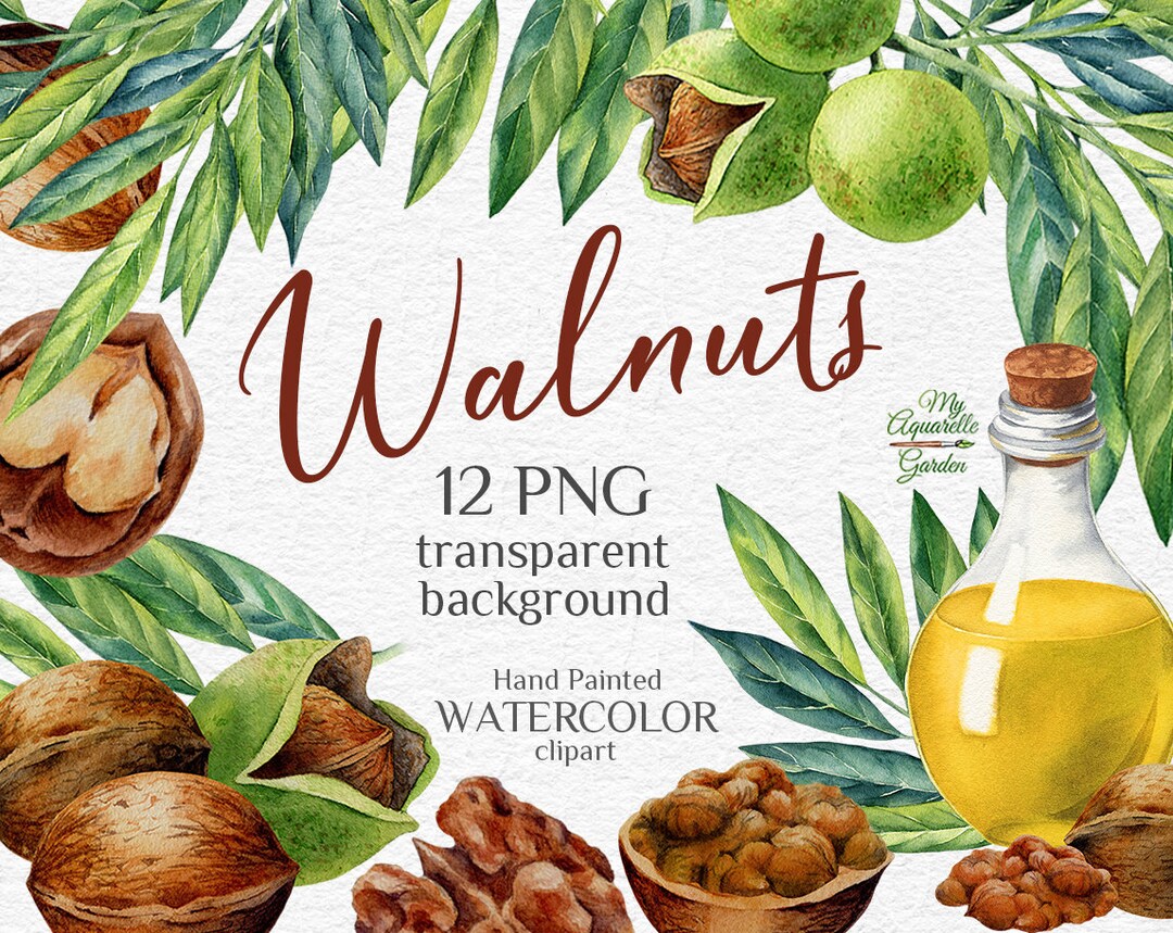 Walnuts Watercolor Hand-painted Botanical Illustrations Woodland Design ...