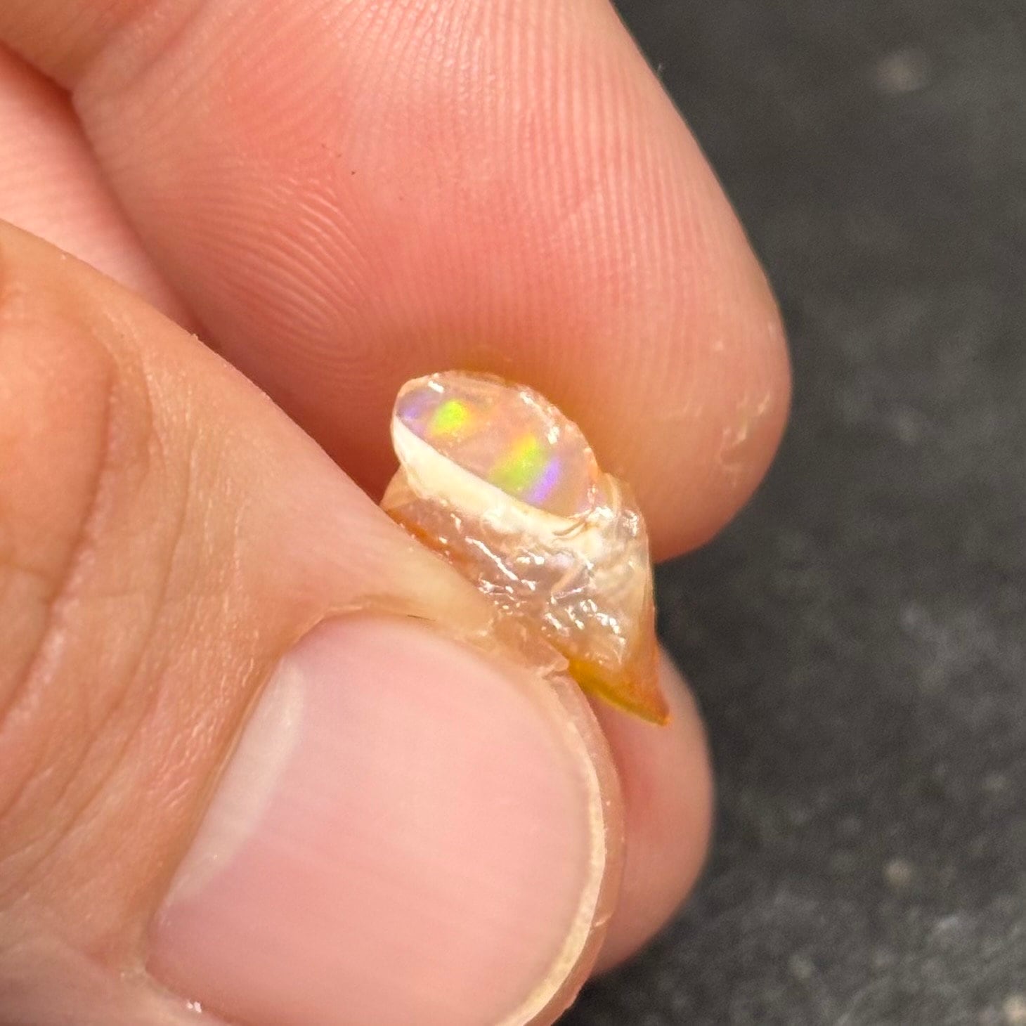 Mexican Fire Opal Snail Specimen With A Beautiful Head of Colors for ...