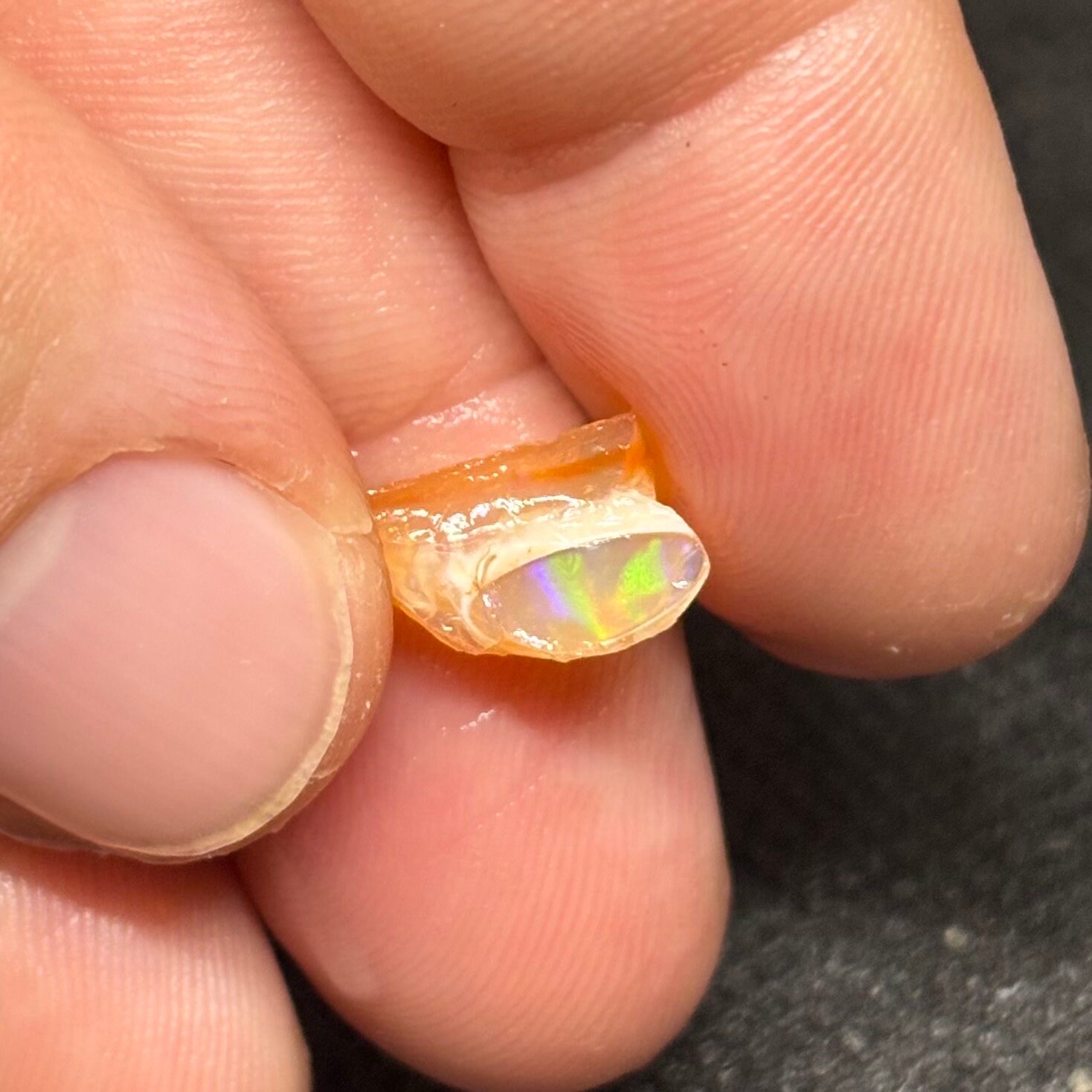 Mexican Fire Opal Snail Specimen With A Beautiful Head of Colors for ...
