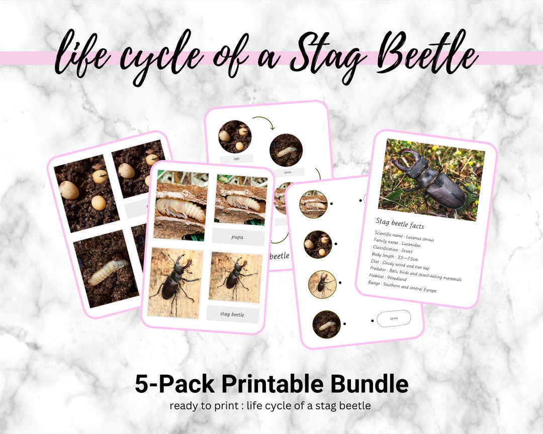 Life Cycle of a Stag Beetle. 5 Montessori Cards. Nomenclature Flashcard ...