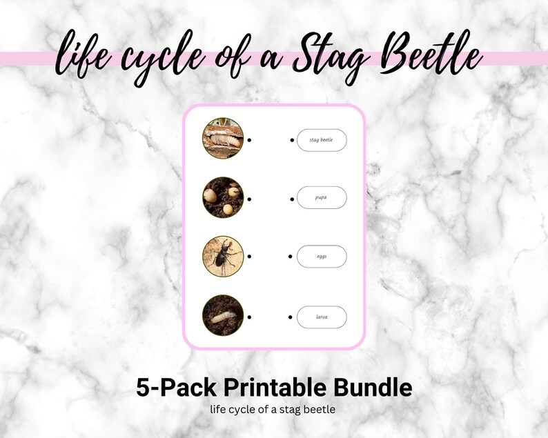 Life Cycle of a Stag Beetle. 5 Montessori Cards. Nomenclature Flashcard ...