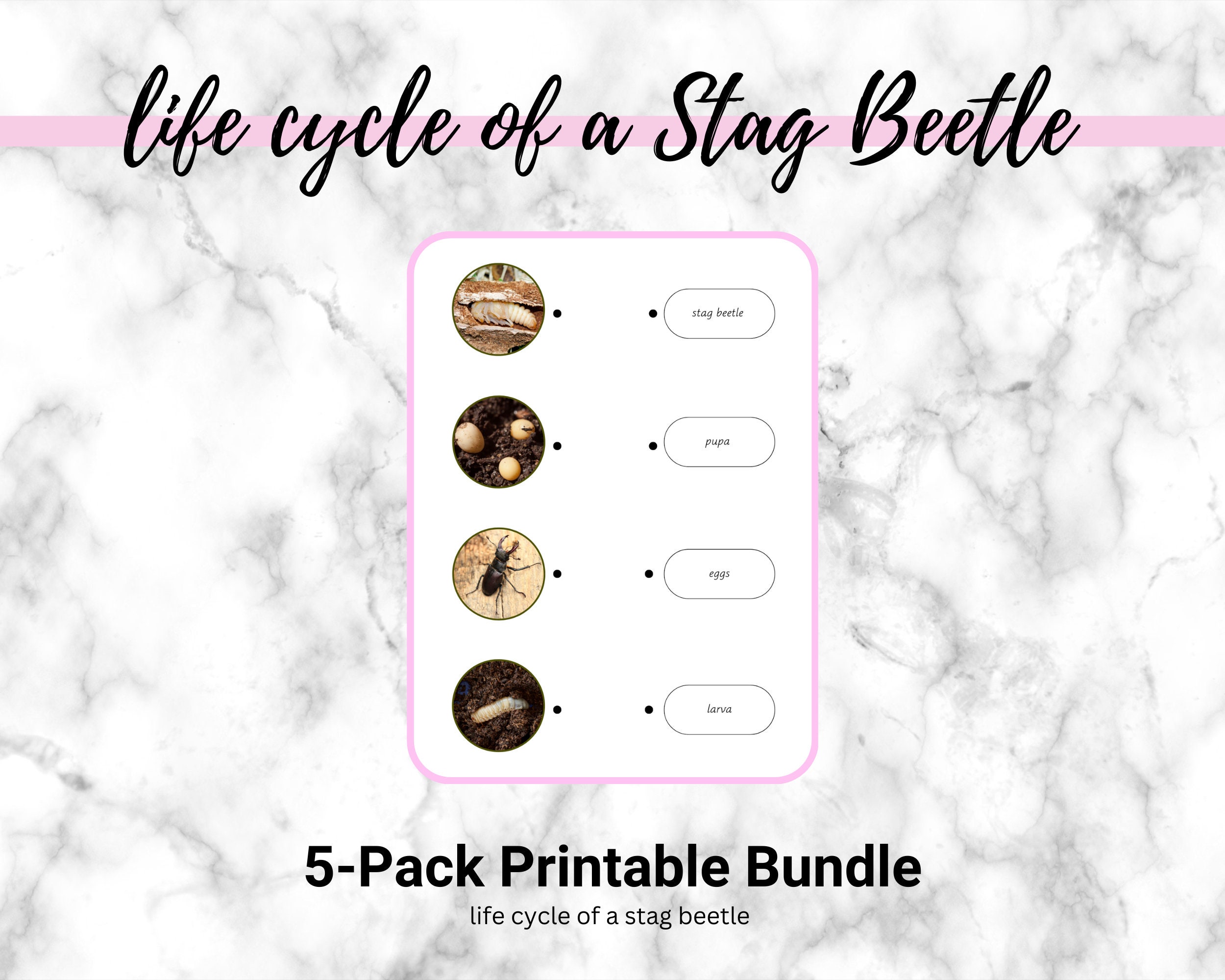 Life Cycle of a Stag Beetle. 5 Montessori Cards. Nomenclature Flashcard ...