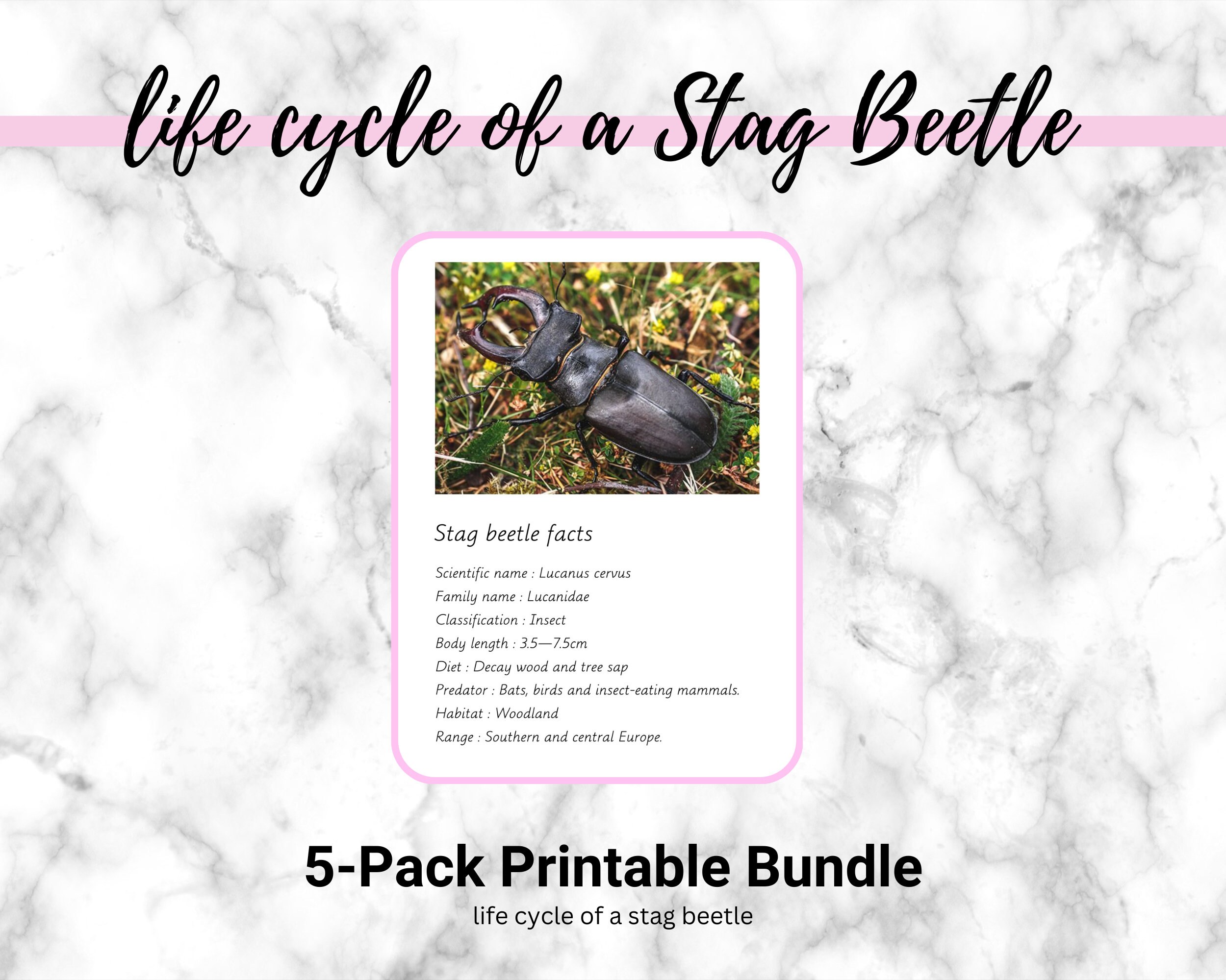 Life Cycle of a Stag Beetle. 5 Montessori Cards. Nomenclature Flashcard ...