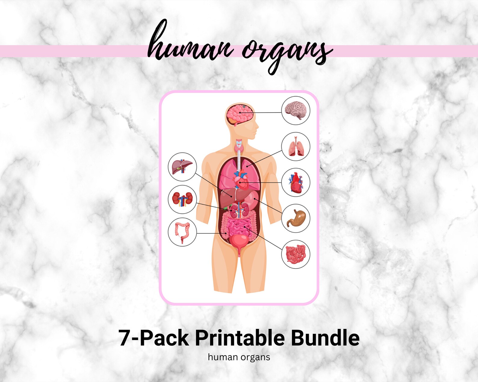 Human Organs (UPDATED). Montessori Cards. Nomenclature Flashcard. Human ...