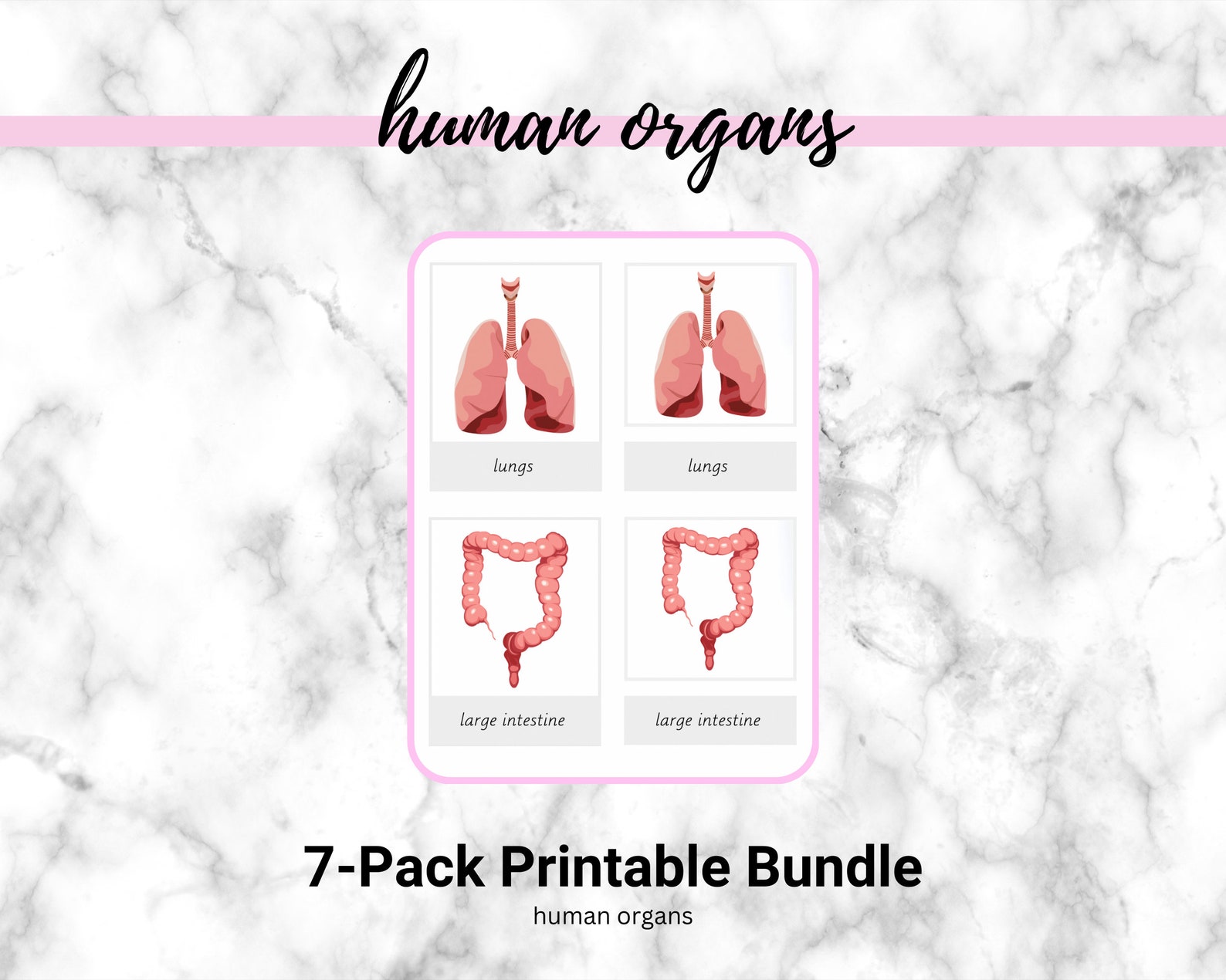 Human Organs (UPDATED). Montessori Cards. Nomenclature Flashcard. Human ...