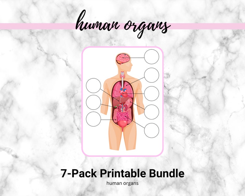 Human Organs UPDATED. Montessori Cards. Nomenclature - Etsy