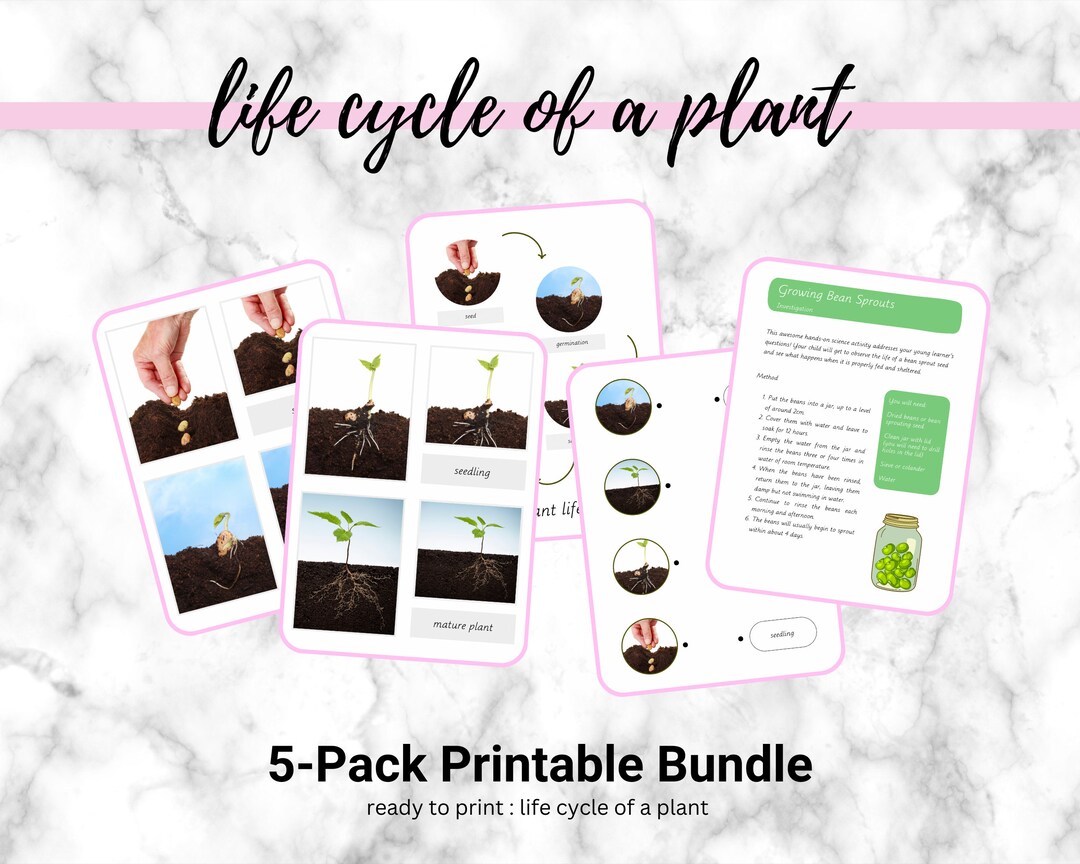 Life Cycle of a Plant. 5 Montessori Cards. Nomenclature Flashcard. Life ...