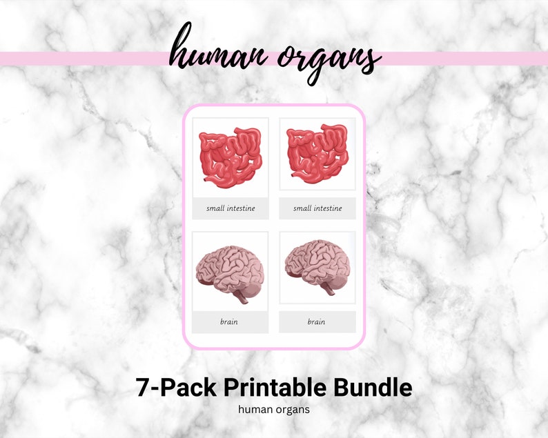 Human Organs UPDATED. Montessori Cards. Nomenclature - Etsy