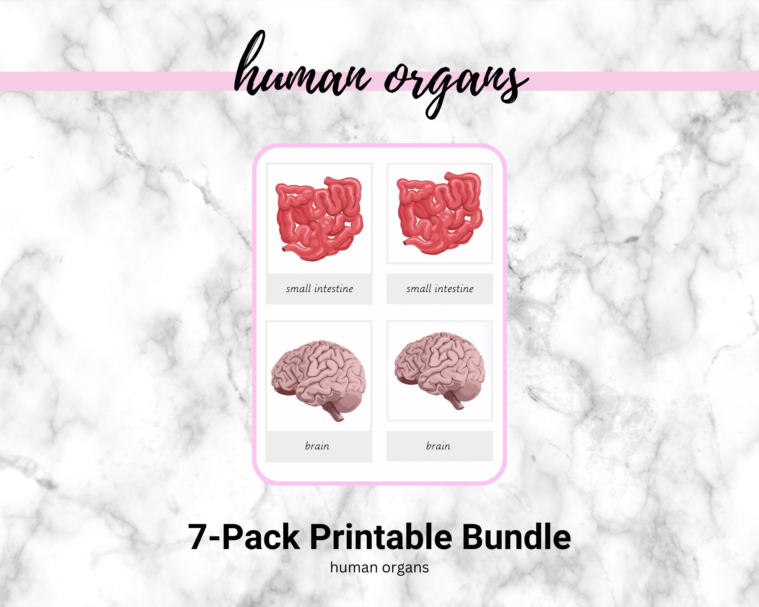 Human Organs (UPDATED). Montessori Cards. Nomenclature Flashcard. Human ...