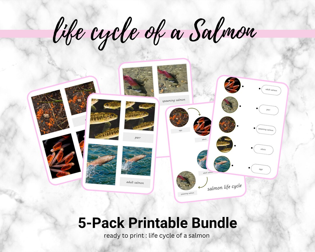 Life Cycle of a Salmon (UPDATED). 5 Montessori Cards. Nomenclature ...