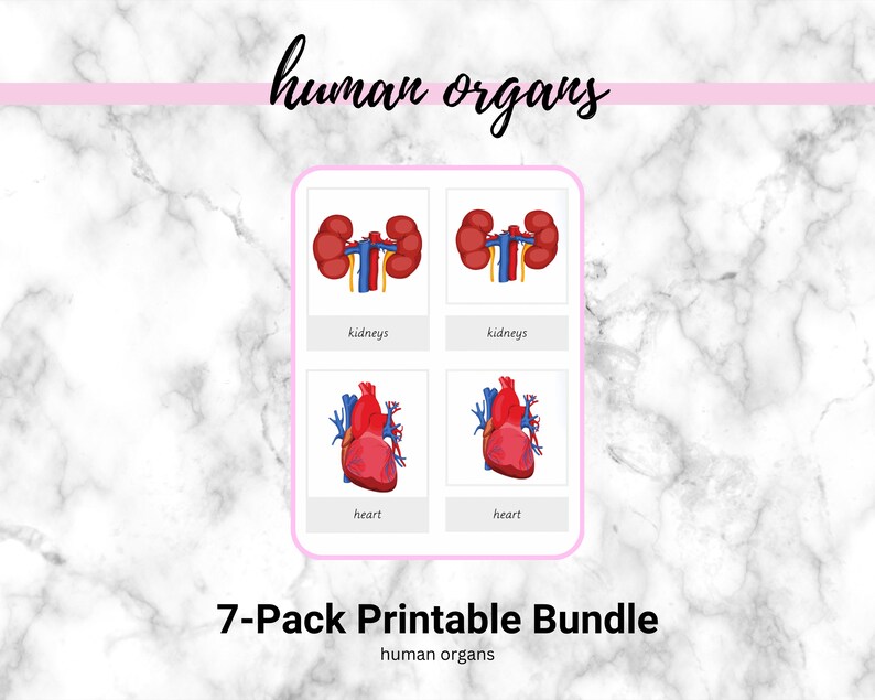Human Organs (UPDATED). Montessori Cards. Nomenclature Flashcard. Human ...