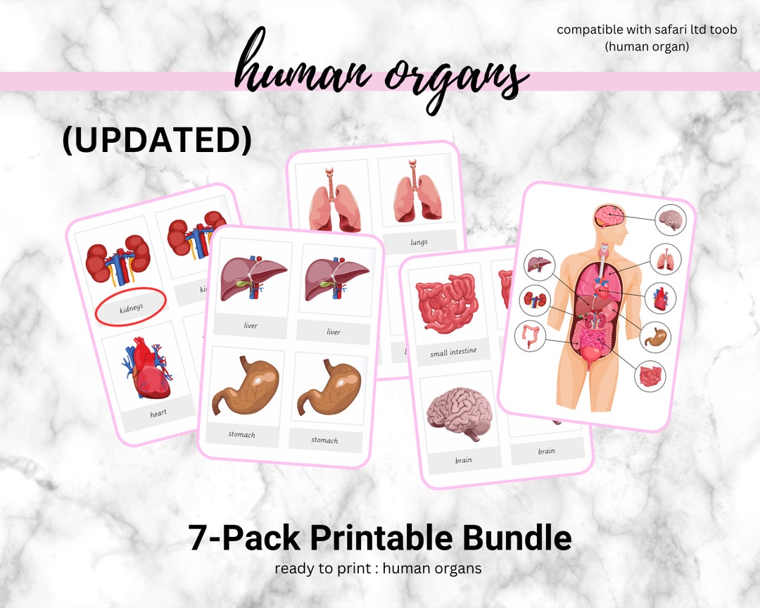 Human Organs (UPDATED). Montessori Cards. Nomenclature Flashcard. Human ...