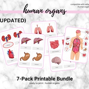 Human Organs (UPDATED). Montessori Cards. Nomenclature Flashcard. Human ...