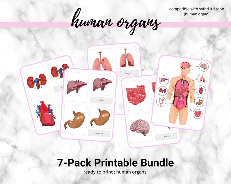 Human Organs UPDATED. Montessori Cards. Nomenclature - Etsy