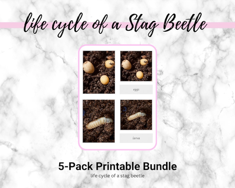 Life Cycle of a Stag Beetle. 5 Montessori Cards. Nomenclature Flashcard ...
