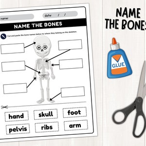 Printable Human Skeleton Labelling Worksheets | Label the Bones Activity | Skeletal System ...