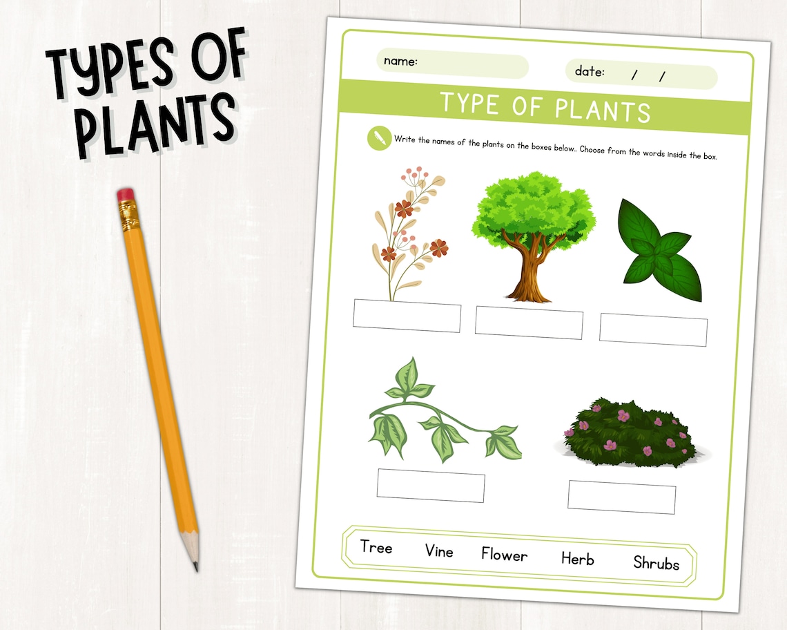 Types of Plants Worksheet | Plant Life Cycle Activity | Types of Plants ...