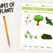 Types of Plants Worksheet | Plant Life Cycle Activity | Types of Plants ...