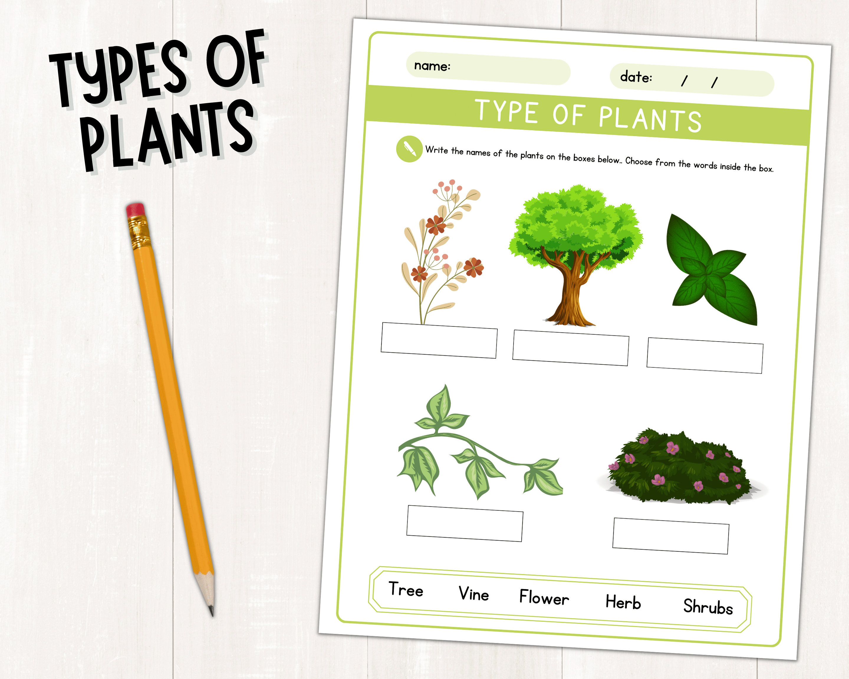 Types of Plants Worksheet | Plant Life Cycle Activity | Types of Plants ...