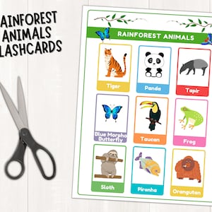 All About the Rainforest Habitat | the Rainforest Fact File ...