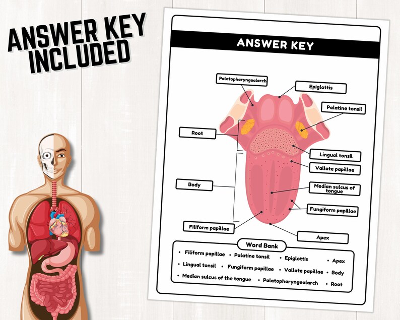 Human Tongue Parts Labeling Worksheet | Anatomy of the Tongue | Parts ...
