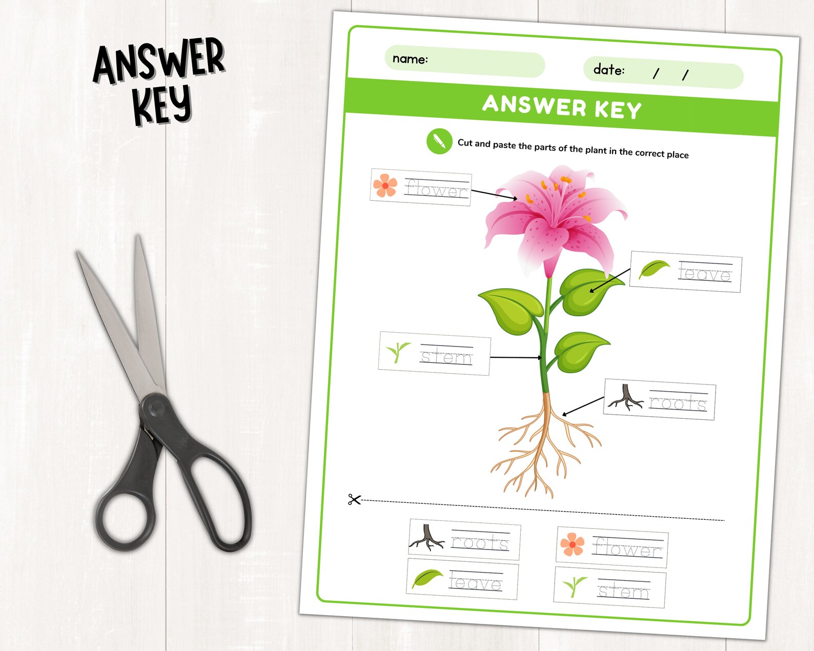Parts of a Plant Science Activities Printable Plant Labeling Worksheets ...