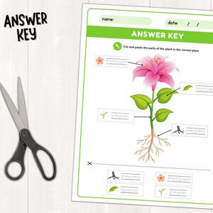 Parts of a Plant Science Activities | Printable Plant Labeling ...