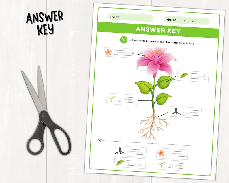 Parts of a Plant Science Activities | Printable Plant Labeling ...