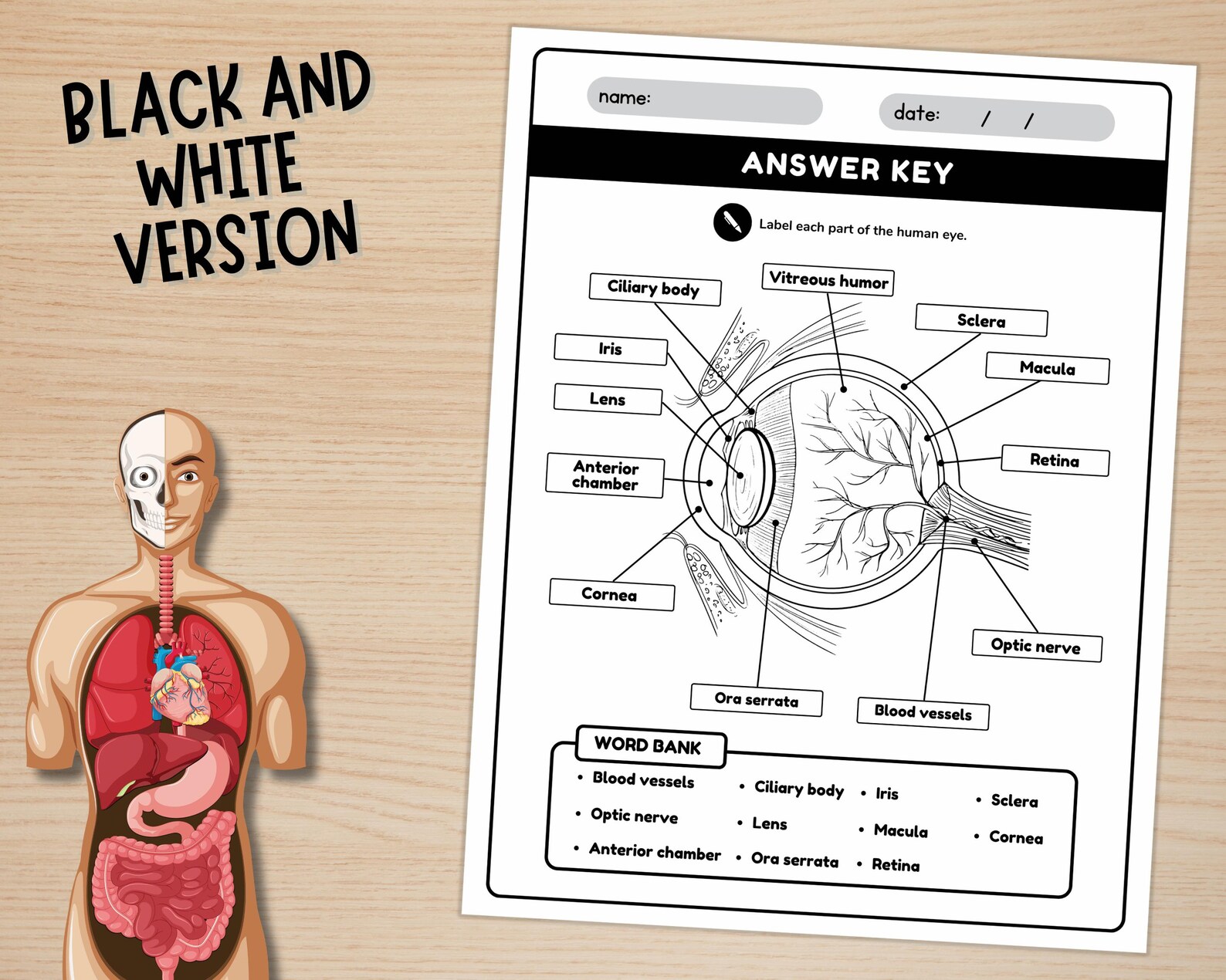 Human Eye Parts Labeling Worksheet | Anatomy of the Eye | Parts of the ...