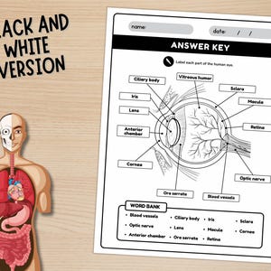 Human Eye Parts Labeling Worksheet | Anatomy of the Eye | Parts of the ...