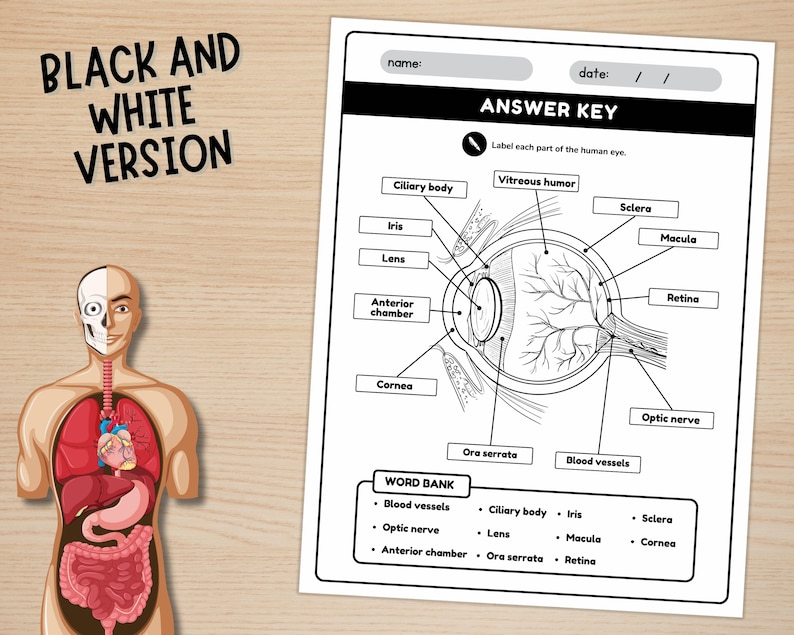 Human Eye Parts Labeling Worksheet | Anatomy of the Eye | Parts of the ...