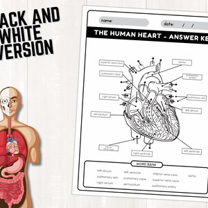 Human Heart Parts Labeling Worksheet | Anatomy of the Heart | Parts of ...