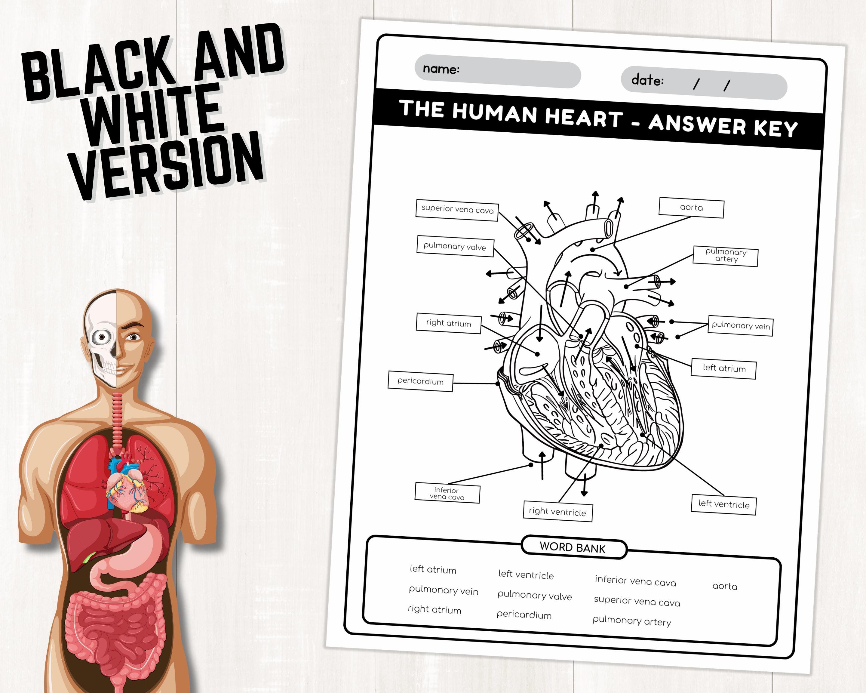 Human Heart Parts Labeling Worksheet | Anatomy of the Heart | Parts of ...