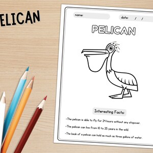 Printable Birds Coloring Pages With Interesting Facts, Flying Animals ...