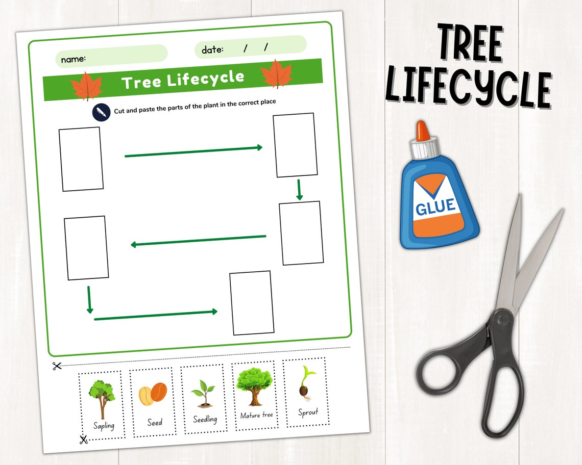 Parts of a Tree Labeling Activity | Tree Life Cycle Worksheet | Tree ...