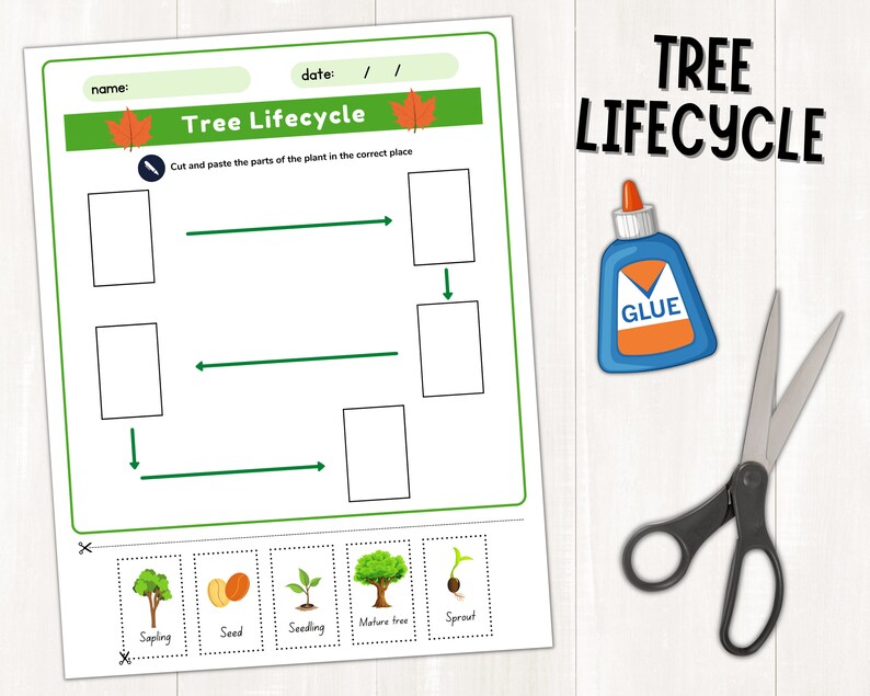 Parts of a Tree Labeling Activity | Tree Life Cycle Worksheet | Tree ...