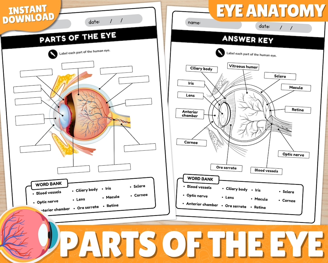 Human Eye Parts Labeling Worksheet | Anatomy of the Eye | Parts of the ...